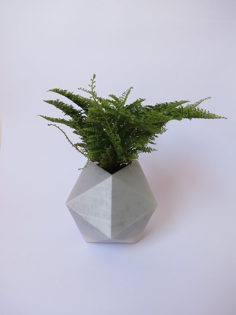 4 samambaias que vão dar um up na sua decoração